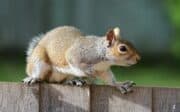How to Keep Squirrels from Chewing on Your Patio Furniture: 12 Proven ...